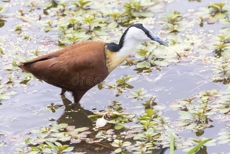 African Jacana (Actophilornis Africanus) Wading Stock Image - Image of ...
