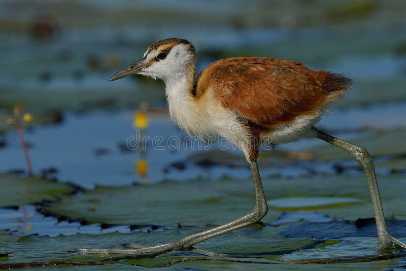 African Jacana chick stock image. Image of wings, beak - 30947437