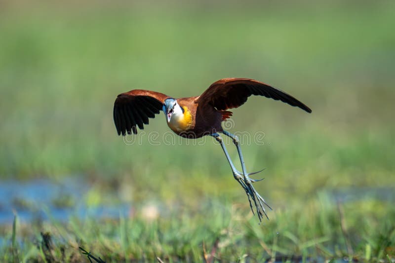 African Jacana Flies Over Floodplain Opening Bill Stock Image - Image ...