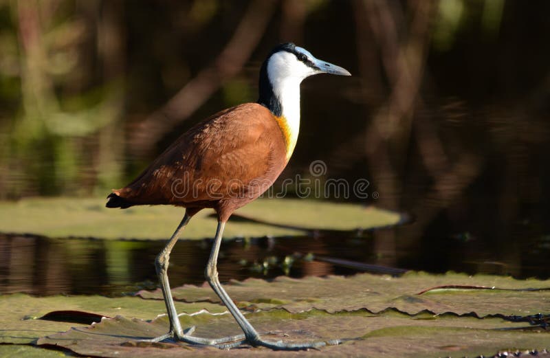 African Jacana stock photo. Image of water, plants, yellow - 37043218