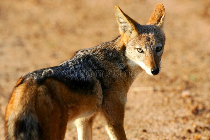African Jackal stock image. Image of jackel, jackal, jackals - 4217753