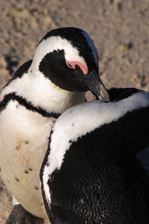 African or Penguin stock photo. Image of african, capetown - 22230020