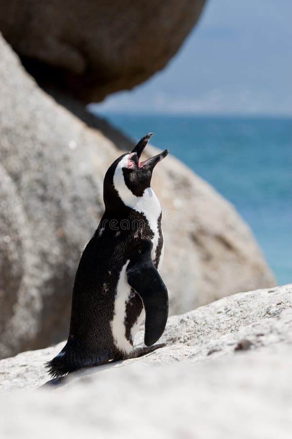 African (Jackass) Penguin on Boulder Stock Image - Image of flippers ...