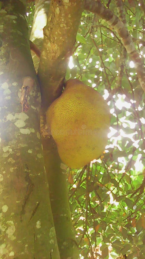 African Jackfruit on a Tree Stock Image - Image of jackfruit, sunlight ...