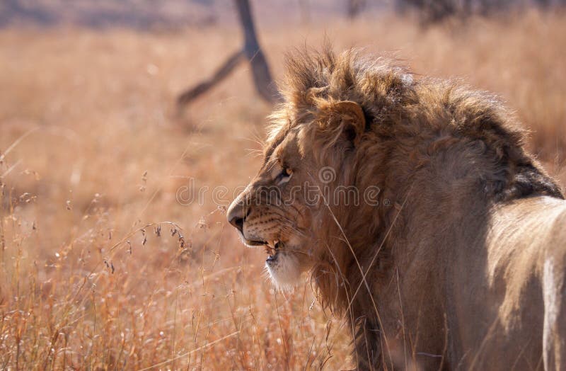 African King stock image. Image of warm, lion, king, migration - 44039705