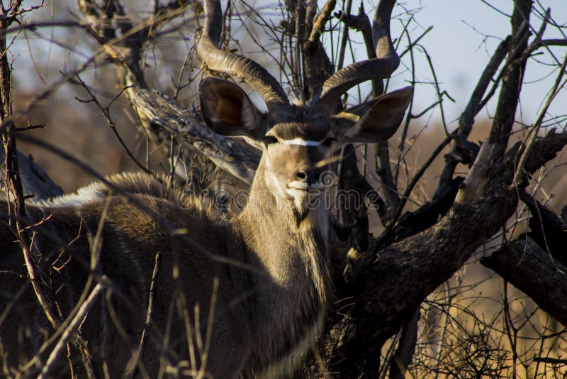 African Kudu stock image. Image of pair, licking, mouth - 57812151
