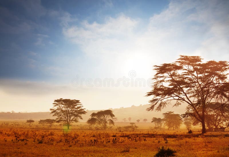 African landscape stock image. Image of morning, tree - 22209743