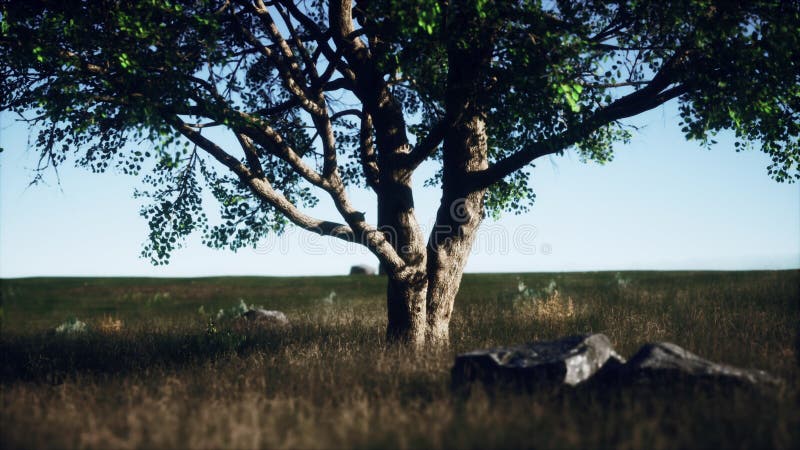 African Landscape with a Beautiful Big Tree Stock Image - Image of ...