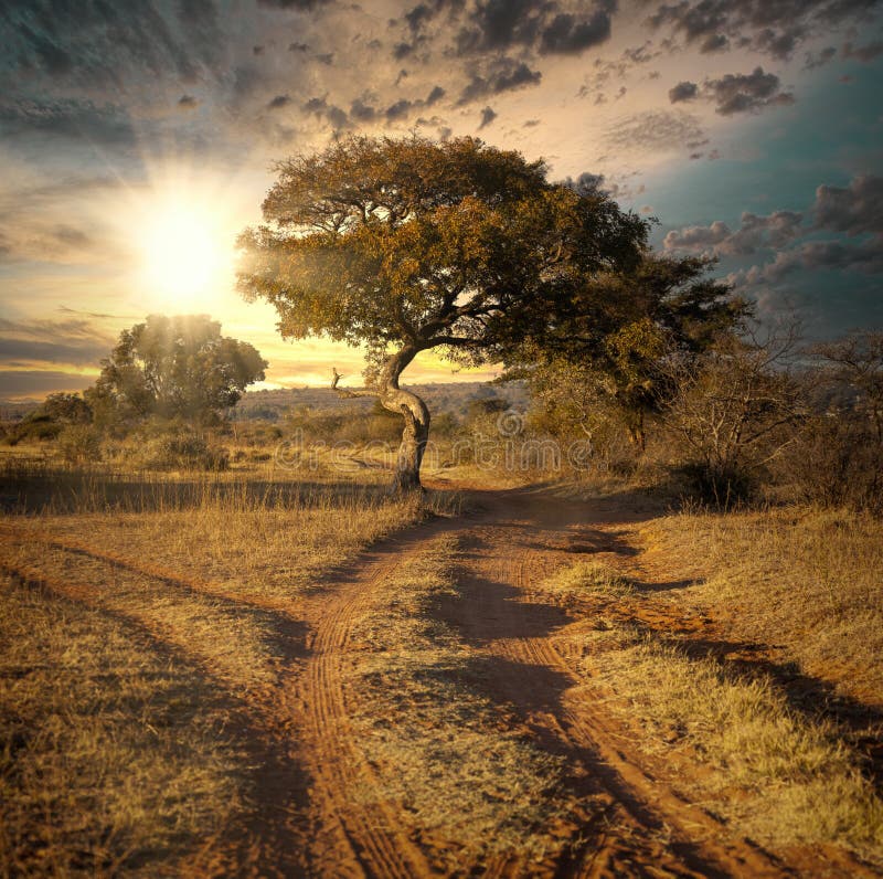 Scenic African Aloes Plants Landscape Stock Photo - Image of explore ...