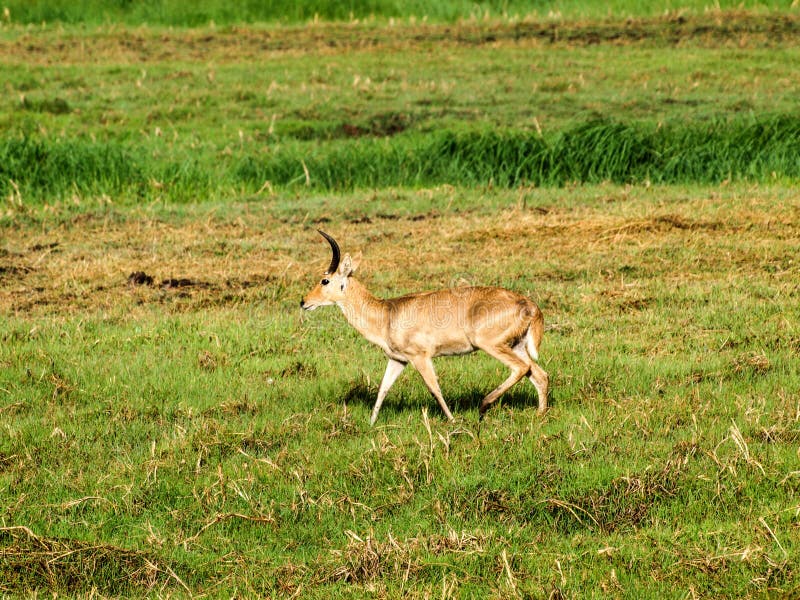 African landscape stock photo. Image of nature, reedbuck - 37983220
