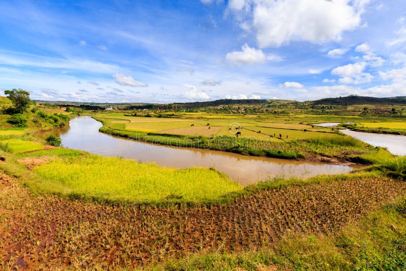 African fields stock photo. Image of lush, harvest, wheat - 23897048