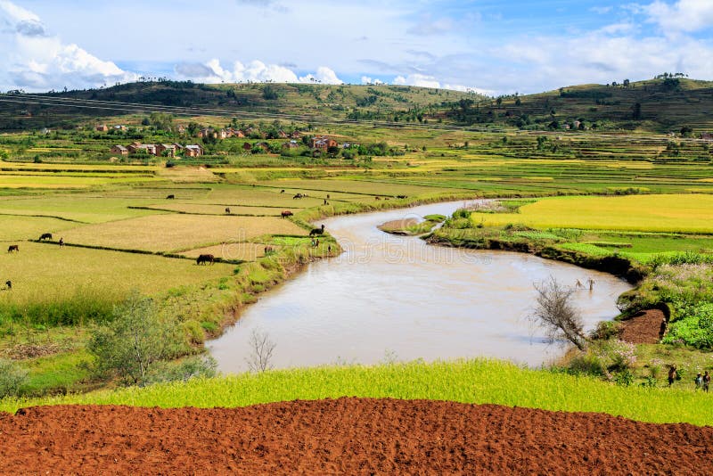 African Landscape with River Running through Rice Fields Stock Photo ...
