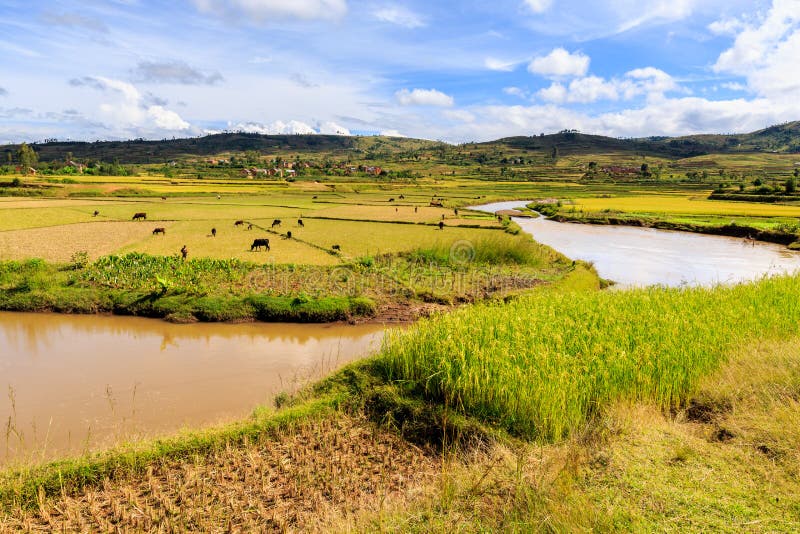 African fields stock photo. Image of lush, harvest, wheat - 23897048