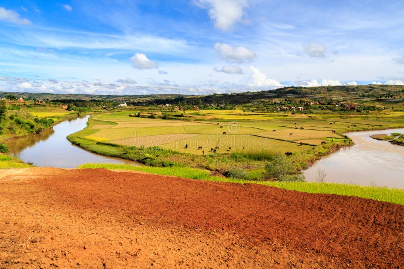 African Landscape with River Running through Rice Fields Stock Photo ...
