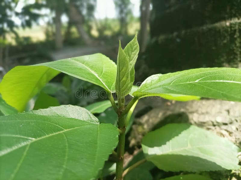 African Leaves Behind the House Stock Photo - Image of growing, house ...