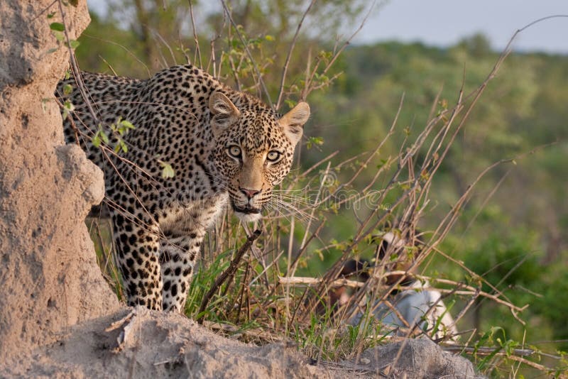 African Leopard Picture. Image: 19531917