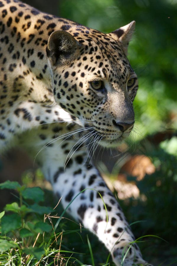 African Leopard stock photo. Image of limb, branch, leopards - 3603840