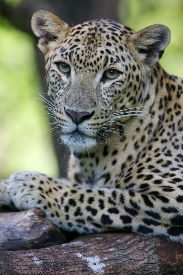 African Leopard stock photo. Image of african, leopard - 3603714