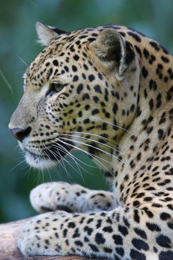 African Leopard stock photo. Image of nature, leopards - 3603840