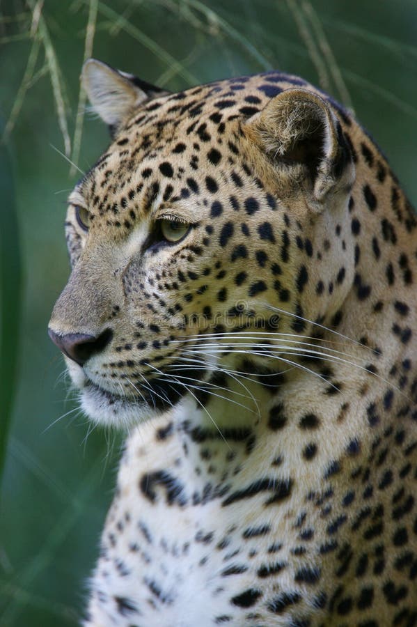 African Leopard stock image. Image of african, limb, animal - 3603913