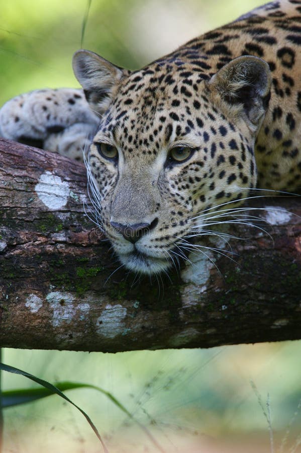 African Leopard stock photo. Image of wild, animals, branch - 3603998