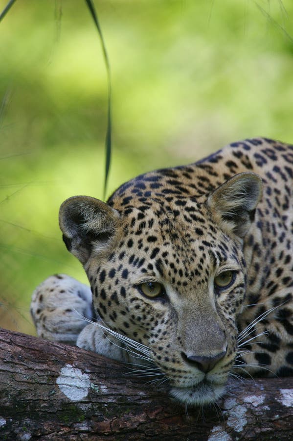 African Leopard stock image. Image of wildlife, animals - 3604025