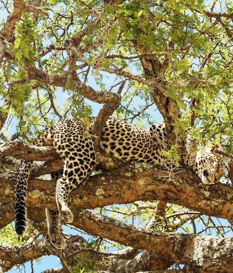African leopard stock photo. Image of predator, grass - 210385678