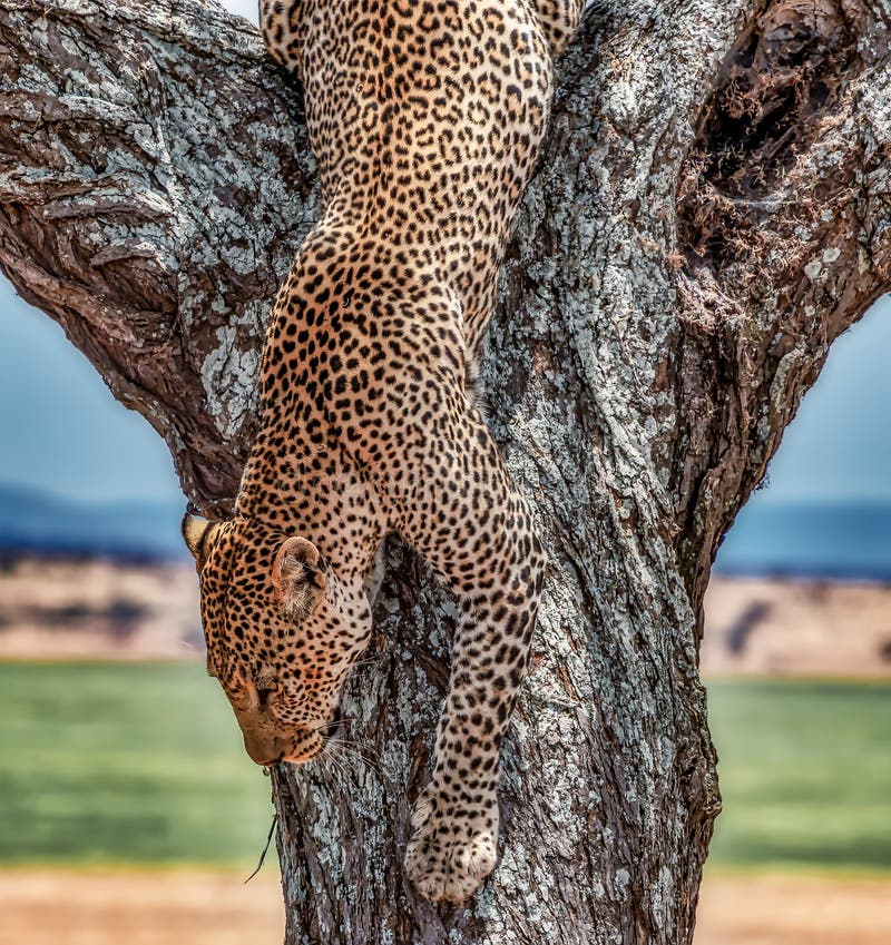 Leopard climbing down tree stock image. Image of yellow - 30877167