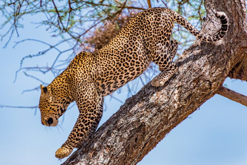 African Leopard Climbing Coming Down the Tree during Daytime Stock ...