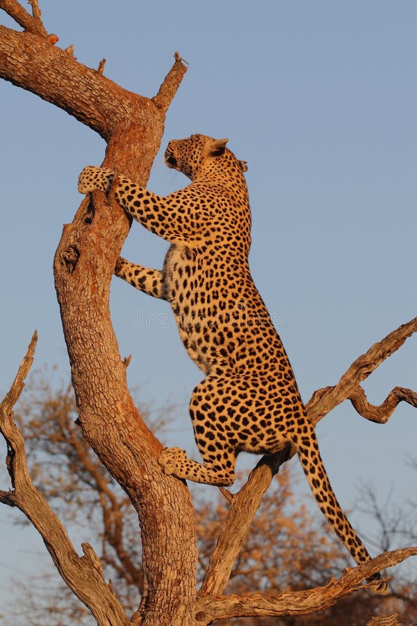 African Leopard Climbing Tree Stock Photo - Image of kruger, five: 23511680