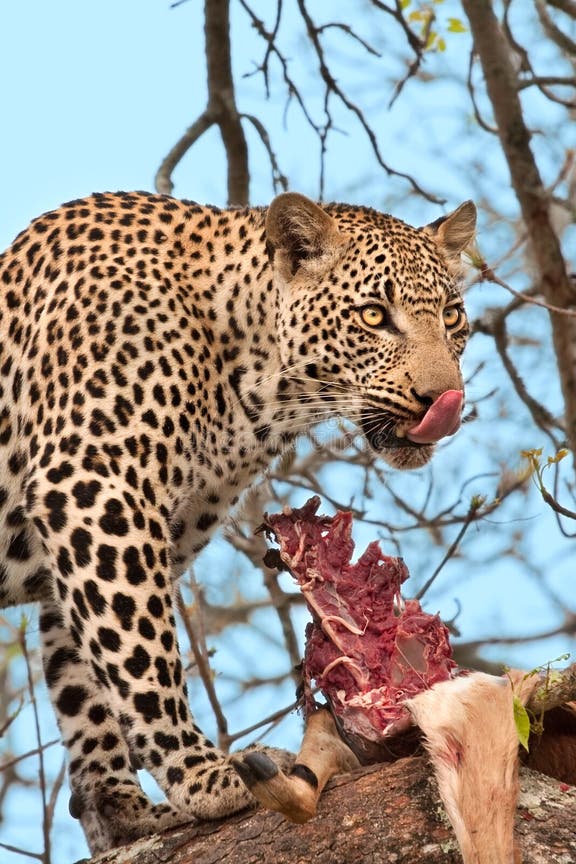African leopard eating stock image. Image of african - 19876793