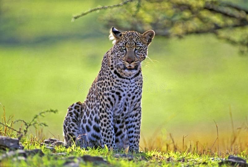 African Leopard stock photo. Image of africa, alert, portrait - 58412328