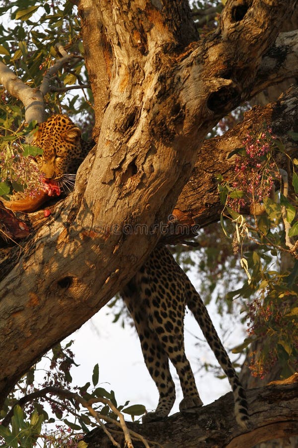 African Leopard High in a Flowering Rain Tree Stock Image - Image of ...