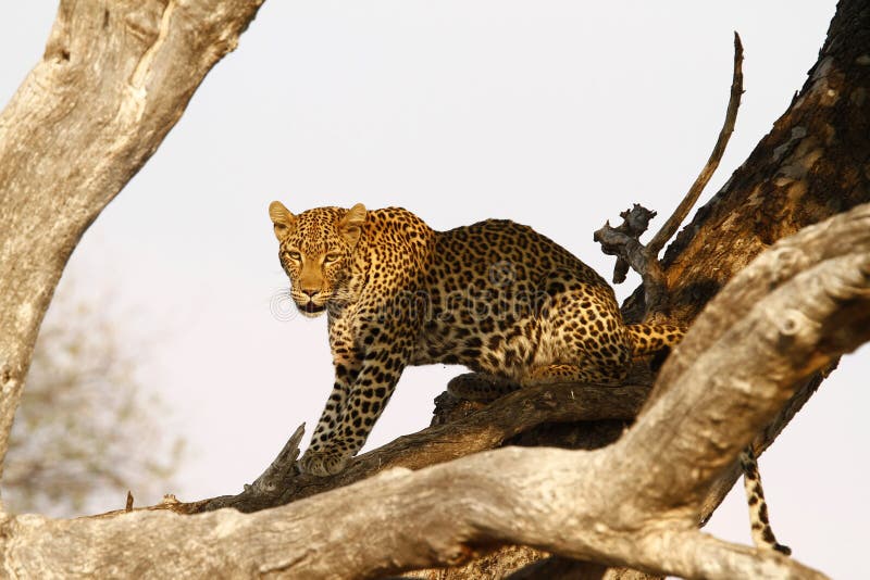 African Leopard High in a Tree Stock Image - Image of grass, felidae ...