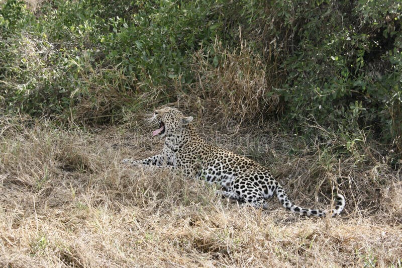 African Leopard Lying Down and Yawning in Africa Stock Photo - Image of ...