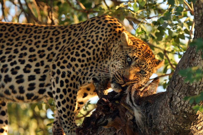 The African Leopard Panthera Pardus Pardus , Big Cat with Prey on the ...