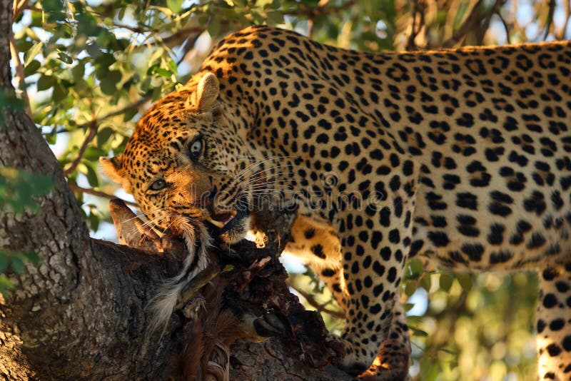 The African Leopard Panthera Pardus Pardus , Big Cat with Prey on the ...