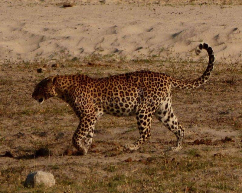 The African Leopard (Panthera Pardus Pardus) is the Nominate Subspecies ...