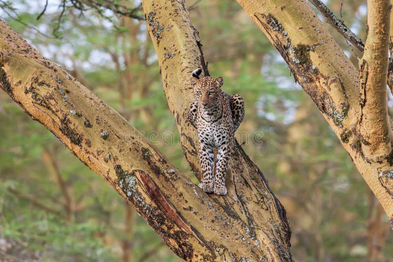 African Leopard (Panthera Pardus Pardus) Resting on a Tree Branch ...