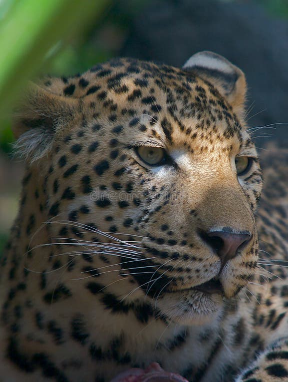 African Leopard Portrait stock image. Image of africa - 12183799