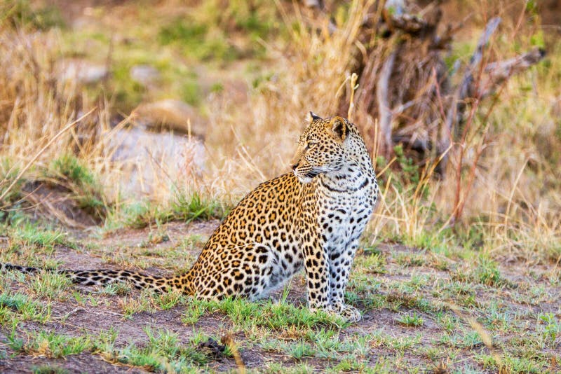 HThe African Leopard Portrait on the Savannah Stock Image - Image of ...