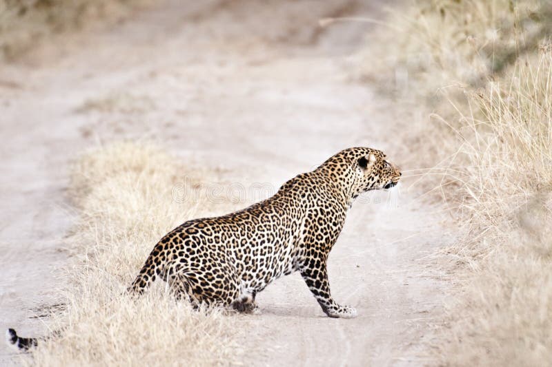 African Leopard Prowling while Chasing Antelope Stock Photo - Image of ...