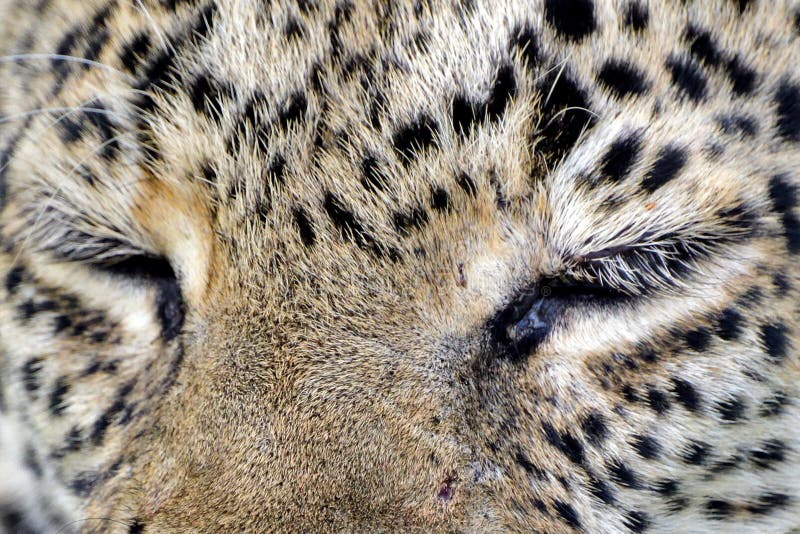 African Leopard, Queen Elizabeth National Park, Uganda Stock Photo ...