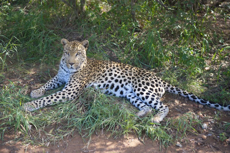 African Leopard stock image. Image of mammal, behavior - 34422503