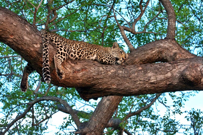 African Leopard Resting in Tree Stock Image - Image of african ...