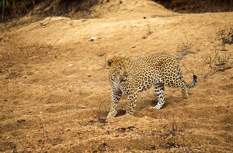 African Leopard in Sand River Stock Photo - Image of nature, wildcat ...