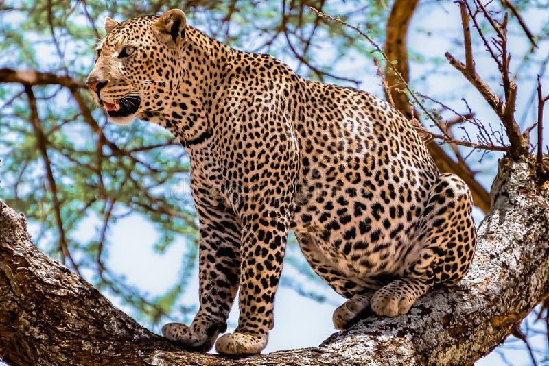 African Leopard Sitting on a Tree Looking Around in a Jungle Stock ...