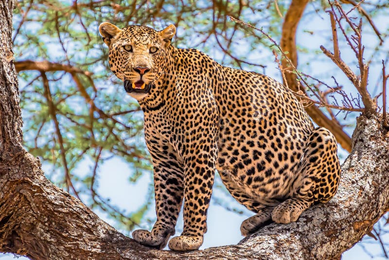 African Leopard Sitting on a Tree Looking Around in a Jungle Stock ...