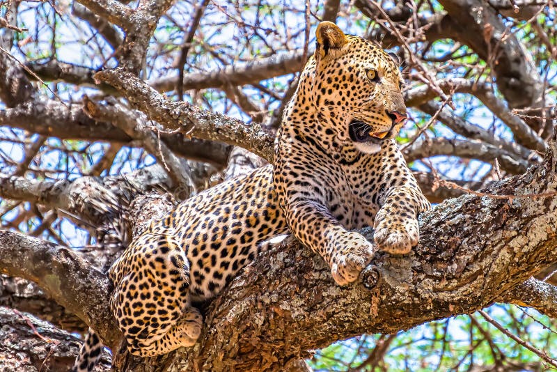 African Leopard Sitting on a Tree Looking Around in a Jungle Stock ...