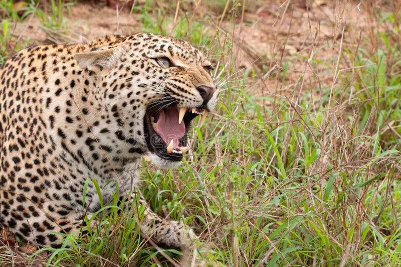 African leopard snarling stock photo. Image of south - 17851518